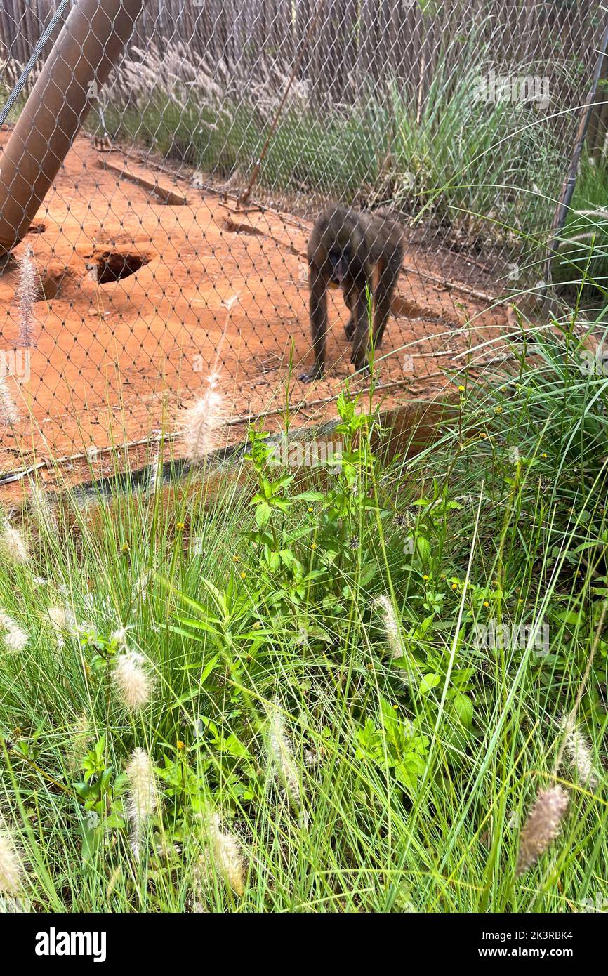 A Monkey inside a cage in the ZOO Stock Photo - Alamy