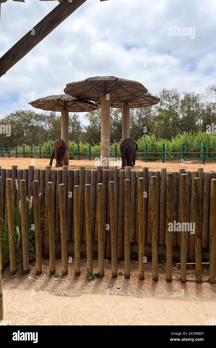 Two African elephants in a ZOO Stock Photo - Alamy