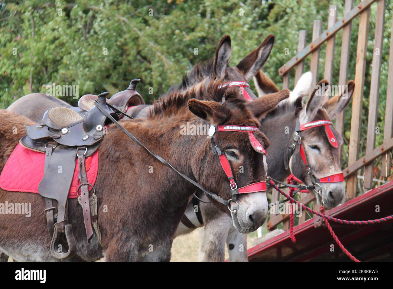 Three Donkeys with Saddles Ready for Riding Stock Photo - Alamy