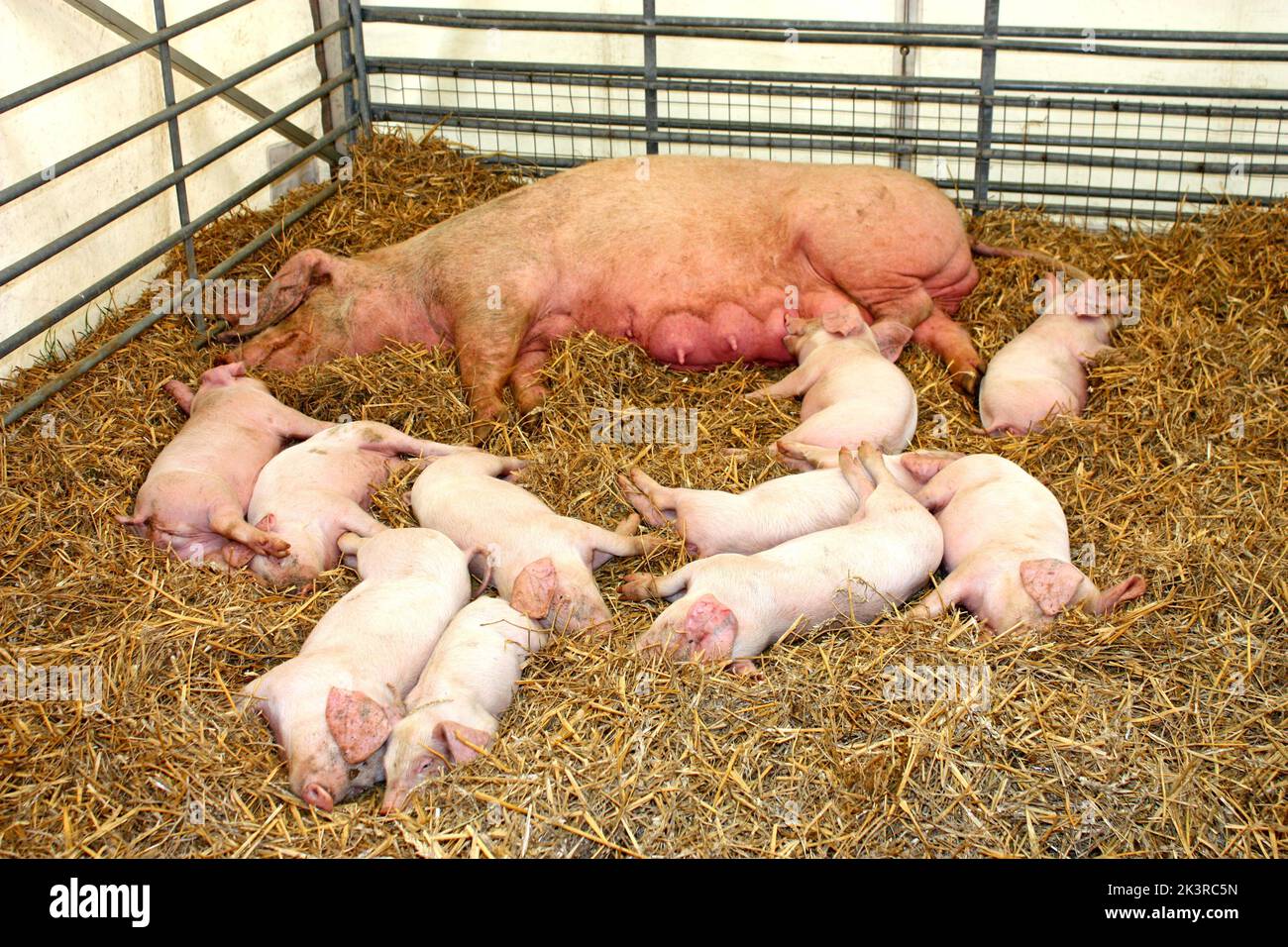 Mother pig hi-res stock photography and images - Alamy