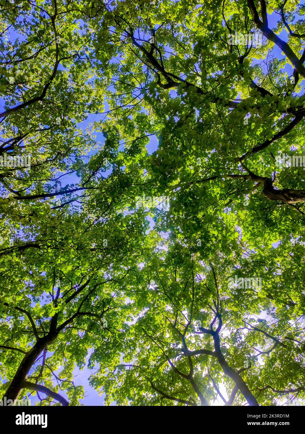 Forest view from below, inside forest. Green tree leaves wallpaper ...