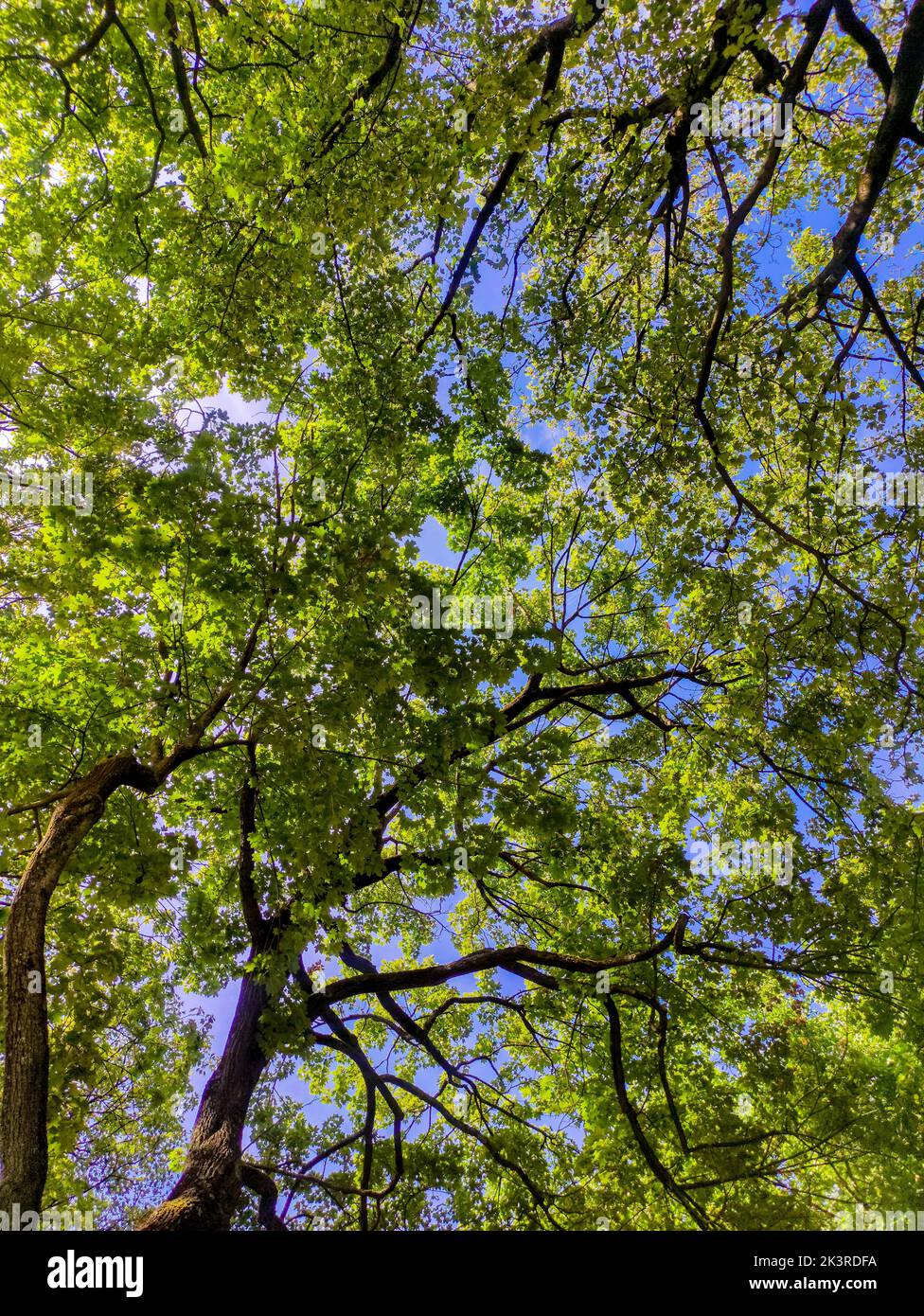 Forest view from below, inside forest. Green tree leaves walpaper ...