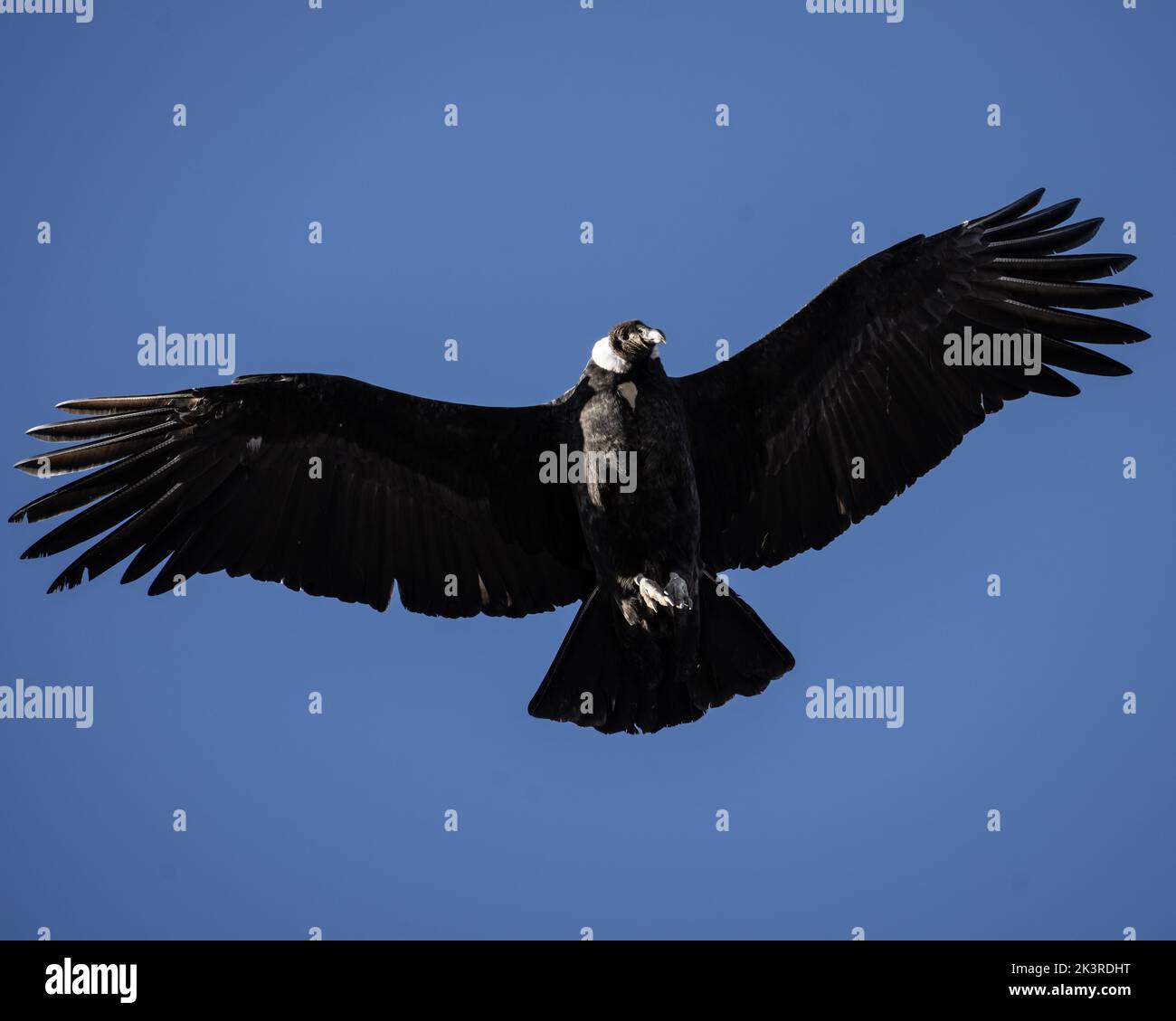 Black condor hi-res stock photography and images - Alamy