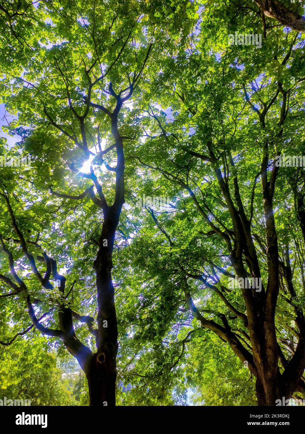 Forest view from below, inside forest. Green tree leaves wallpaper ...