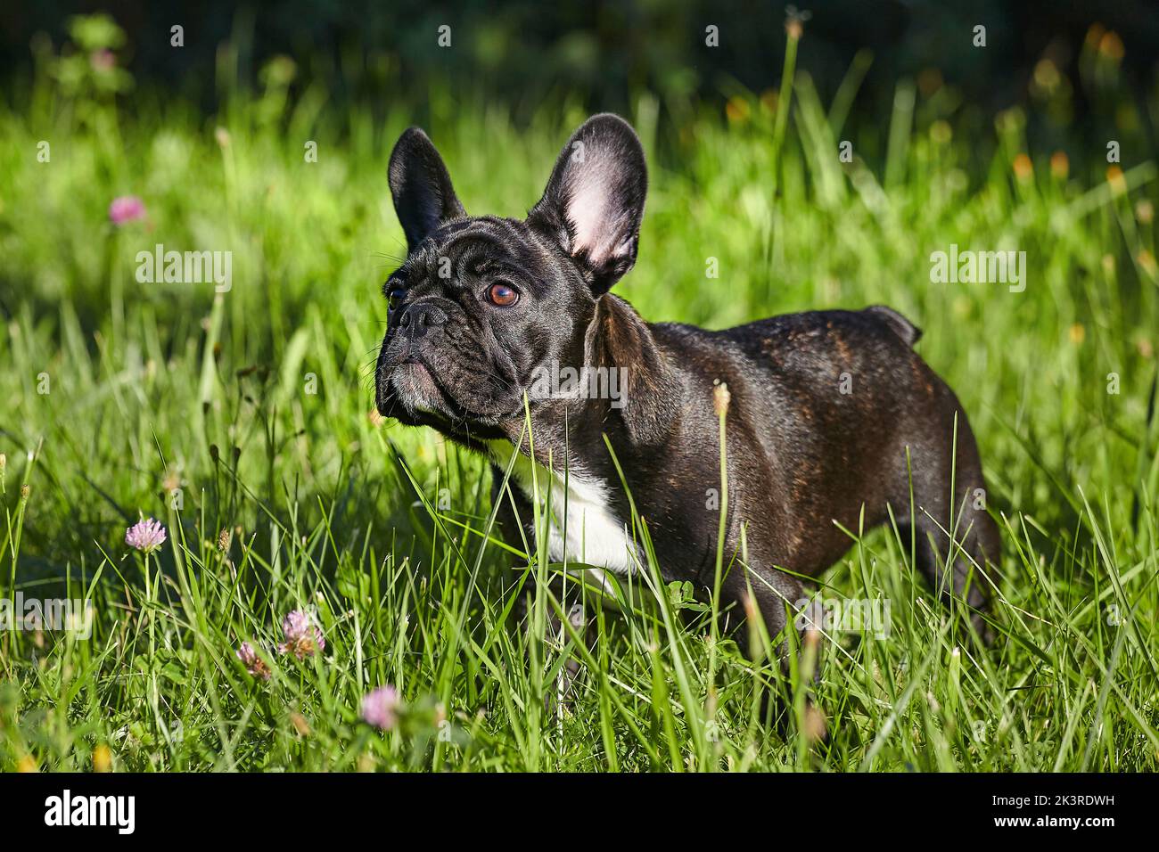 French boxer dog hi-res stock photography and images - Alamy
