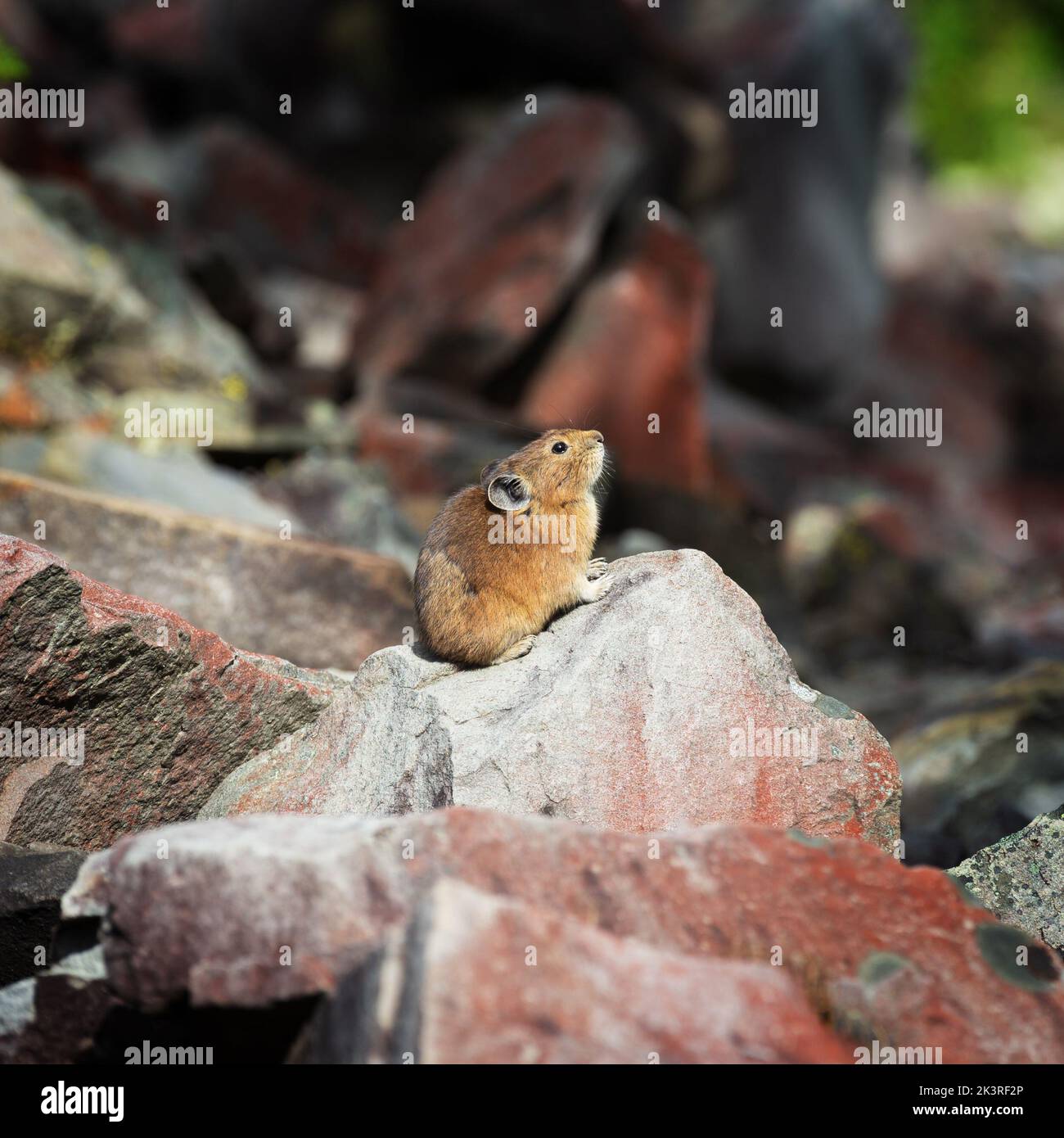 Pika pika hi-res stock photography and images - Alamy