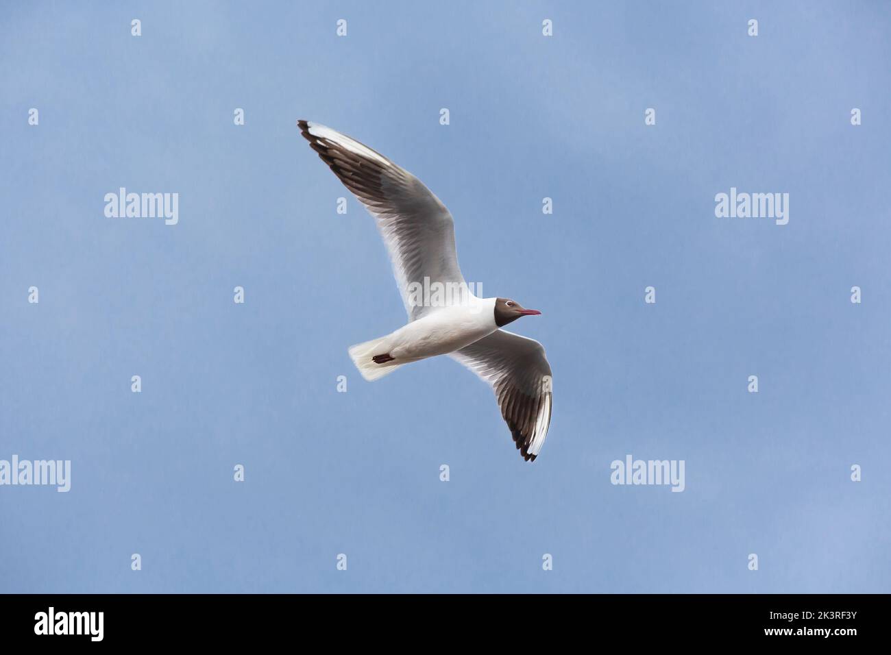 A white seagull with open wings against a clear blue sky. Bottom view ...