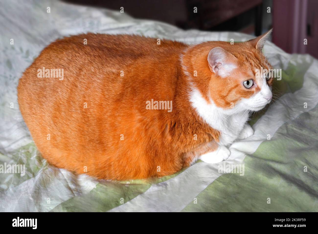 Very Fat Cat Sitting on a Bed. Ginger and White Striped Cat is Large ...