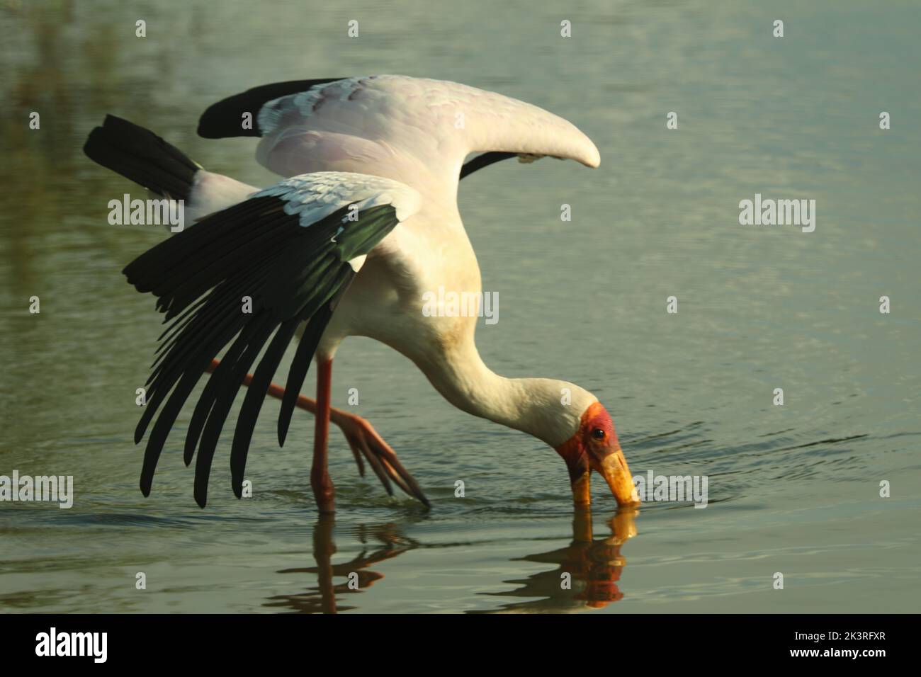 A closeup shot of a yellow-billed stalk catching fish in a river Stock ...