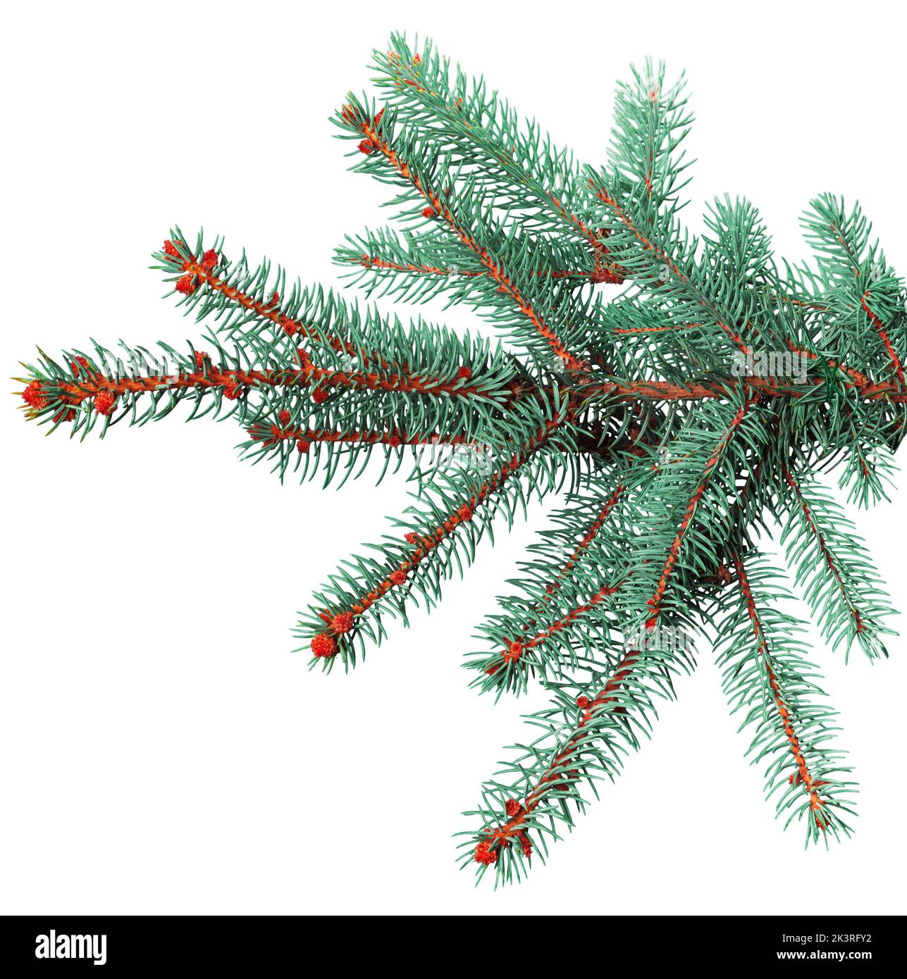 Fir branch isolated on white background Stock Photo - Alamy