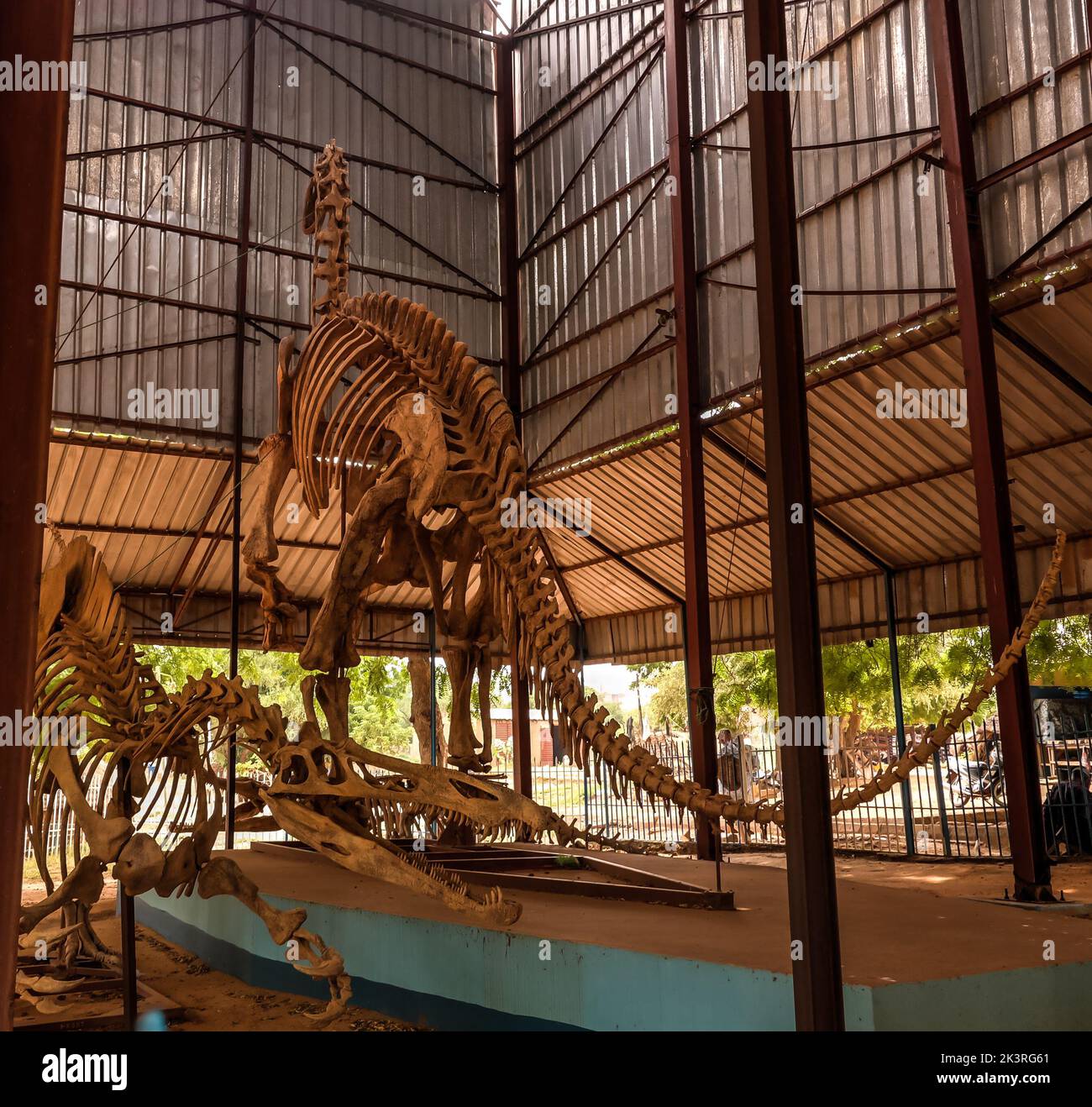 skeleton of Dinosaur Jobaria tiguidensis in Niamey at Niger Stock Photo ...