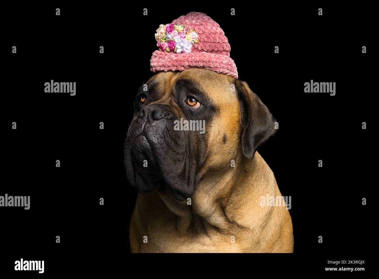 BULLMASTIFF IN A SMALL PINK BABY HAT WITH MULTI COLORED FLOWERS ON A ...
