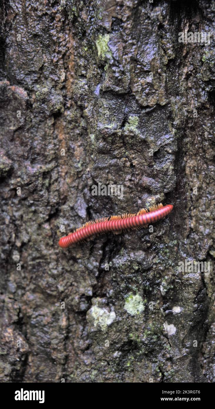 Rusty millipedes hi-res stock photography and images - Alamy