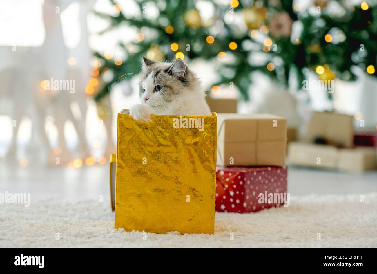 Christmas ragdoll cat hi-res stock photography and images - Alamy