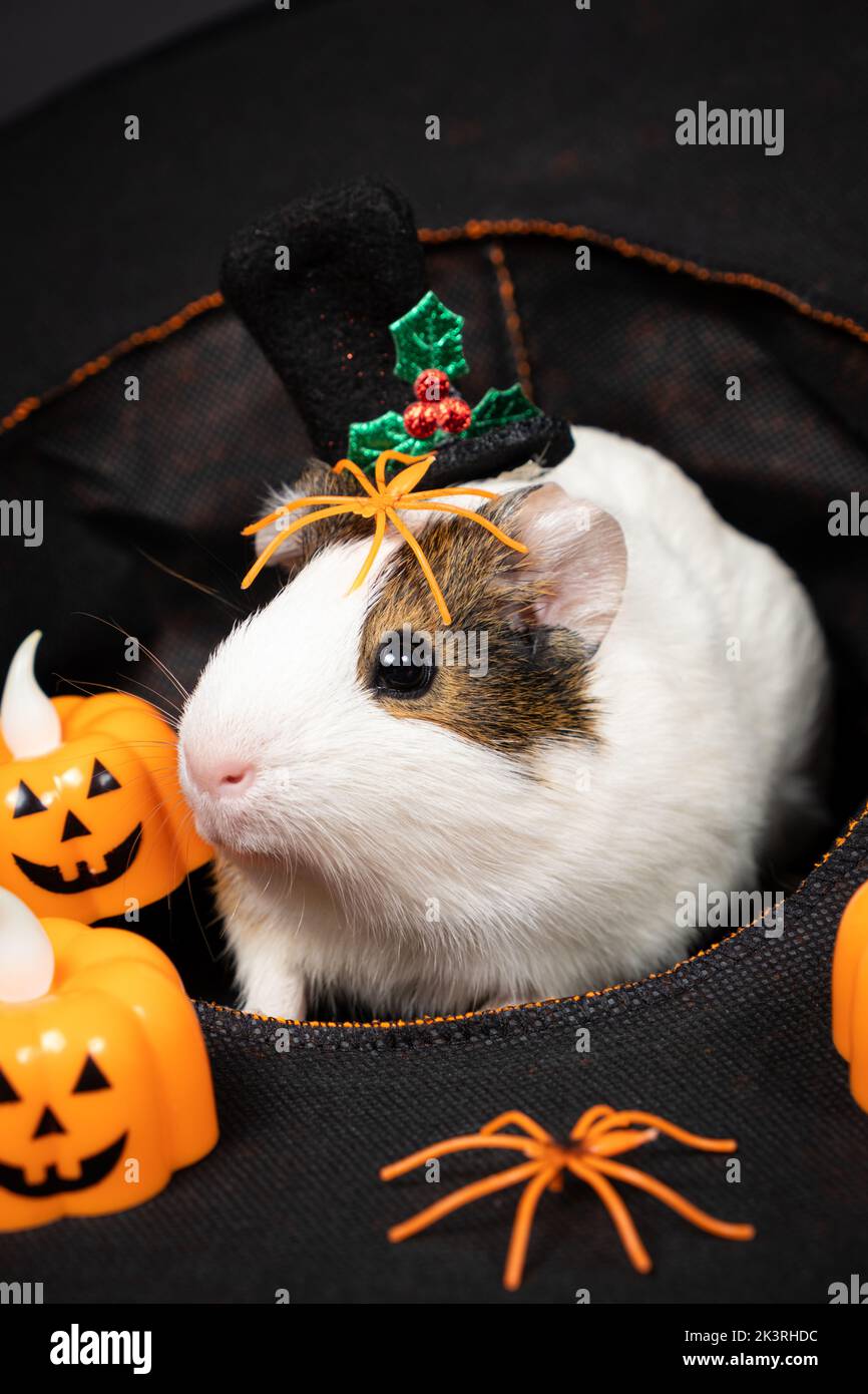 A guinea pig sits in a hat and prepares for Halloween Stock Photo - Alamy