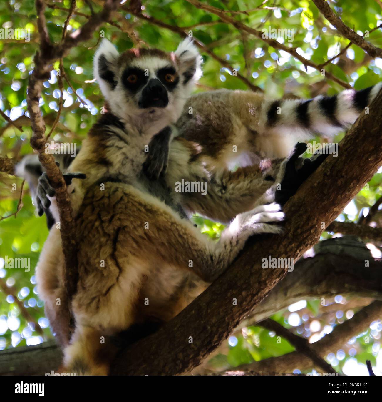 Portrait of the ring-tailed lemur Lemur catta aka King Julien in Anja ...