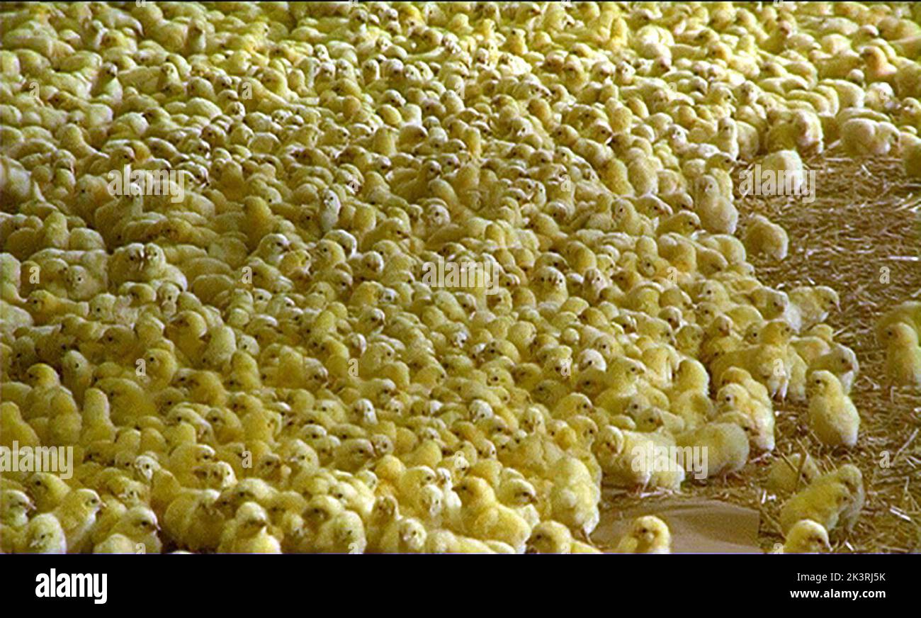 Poultry Farming Film: We Feed The World (Dokumentarfilm) At 2005 ...