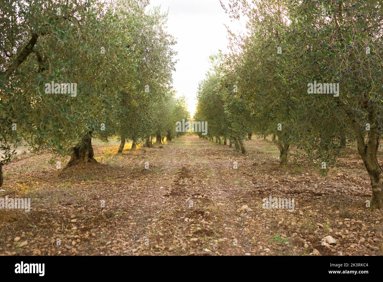 rows of olive trees in an olive grove Stock Photo - Alamy