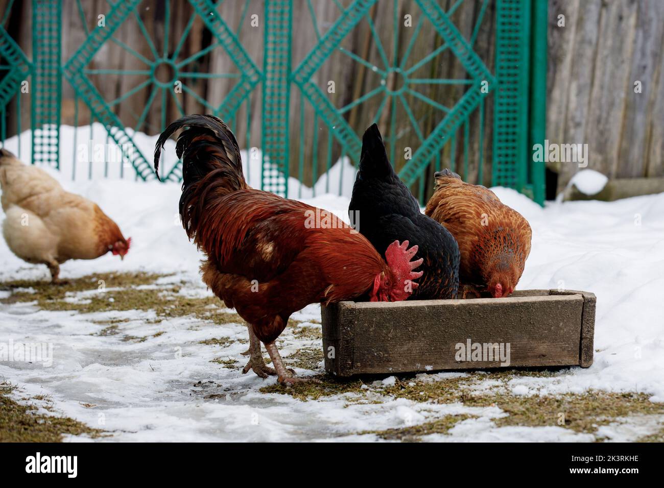 Chicken farm. Rural chicken farm stable with lots of chickens walking ...