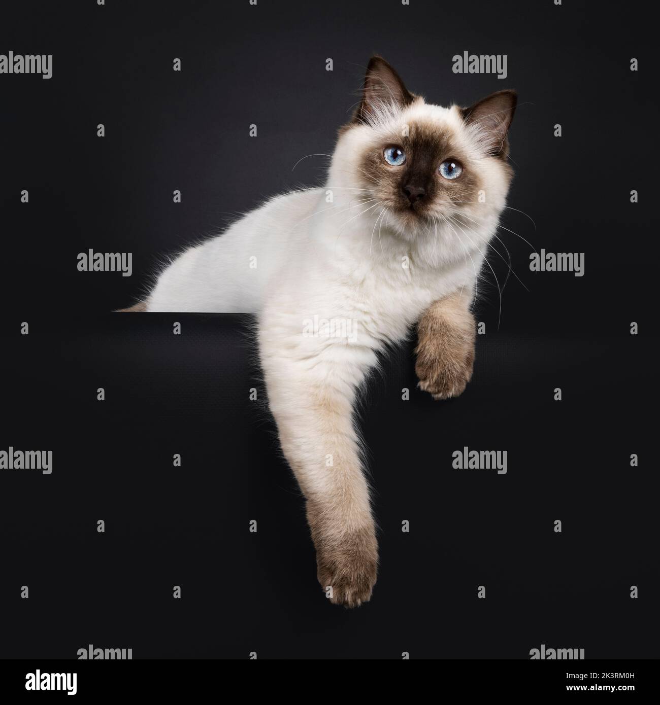 Fluffy young seal point ragdoll cat, laying down on edge with paws ...