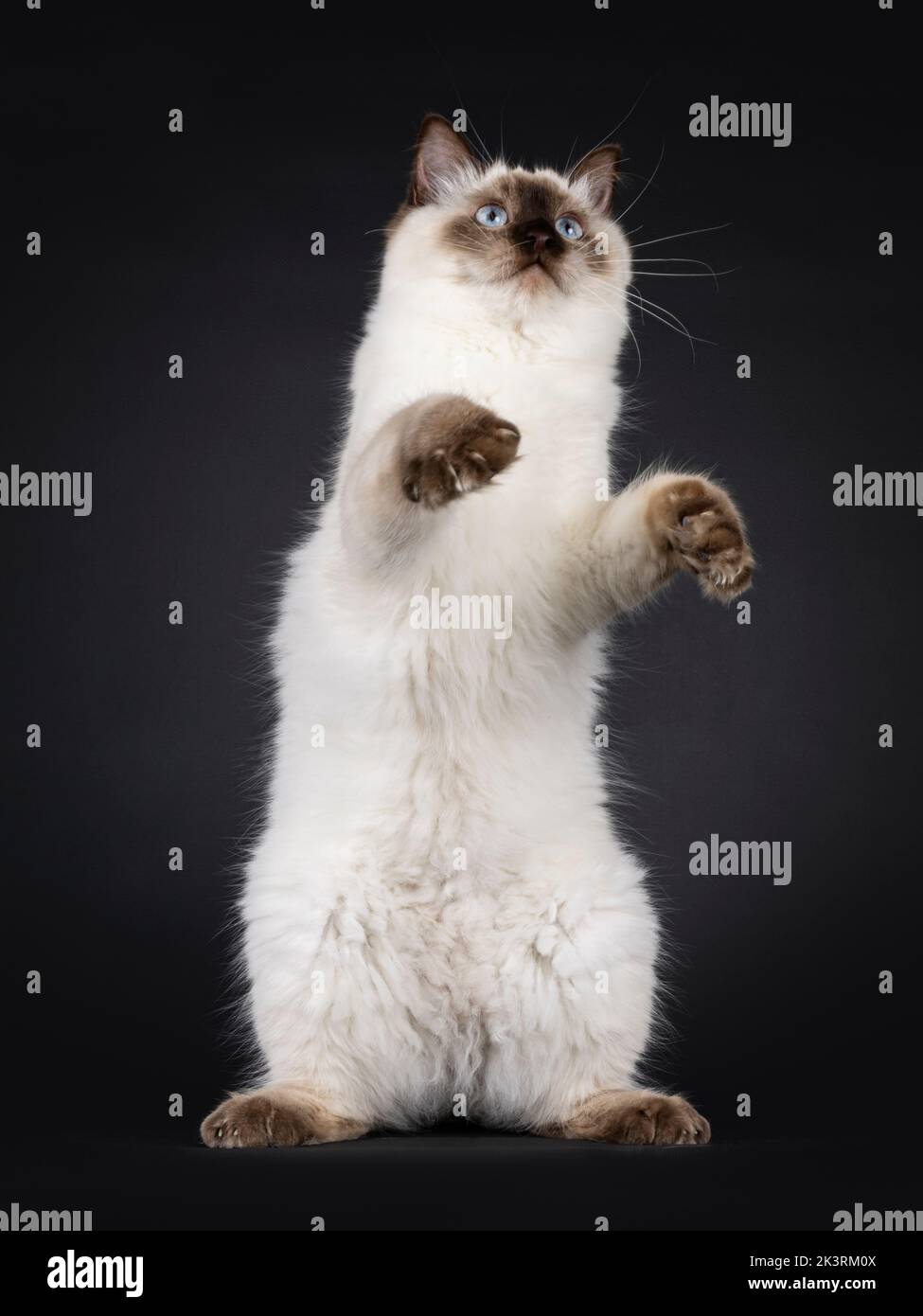 Fluffy young seal point ragdoll cat, standing on hind paws showing ...