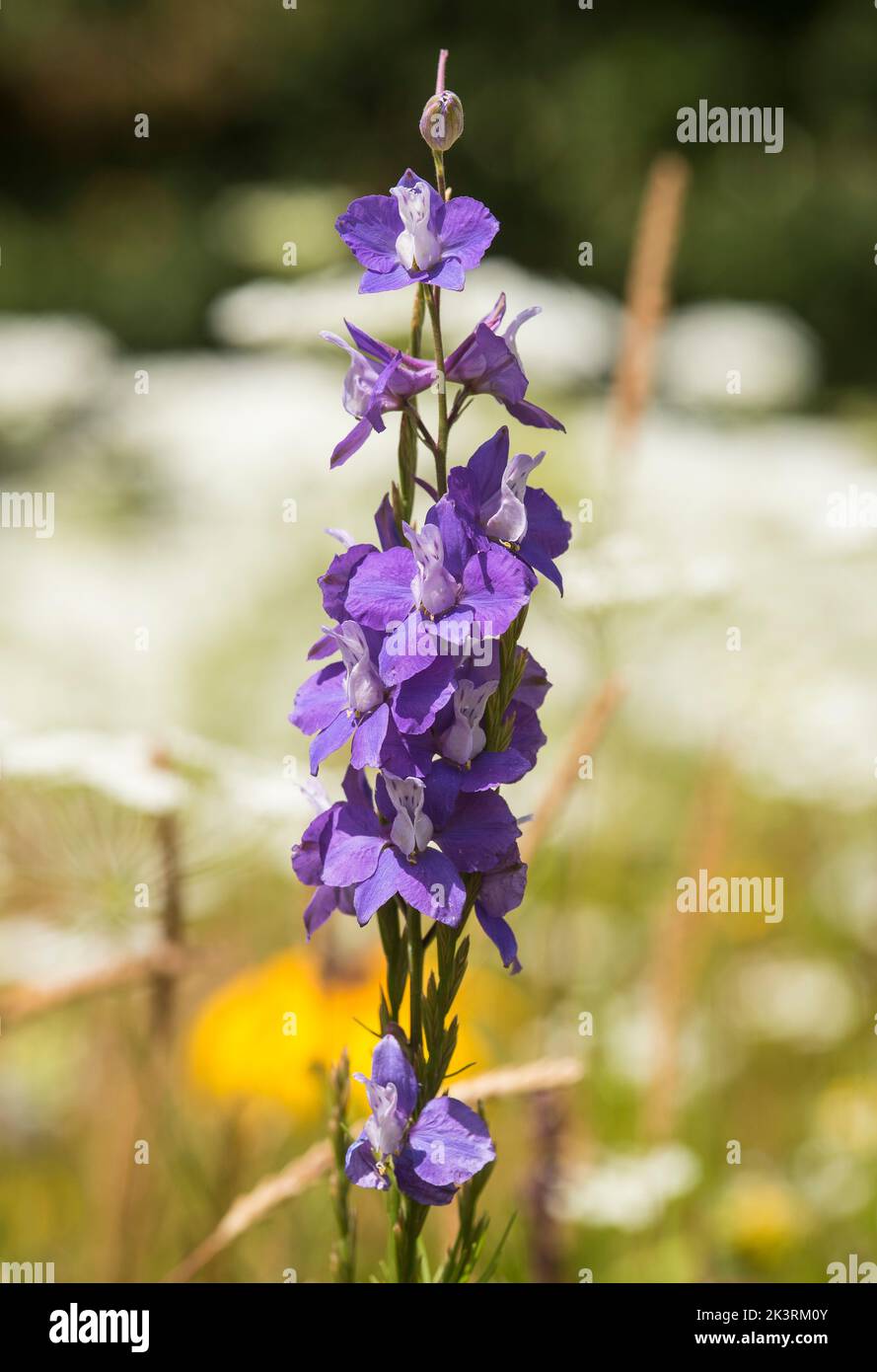 Close up of purple Prairie Larkspur - Delphinium Carolinianum aka ...