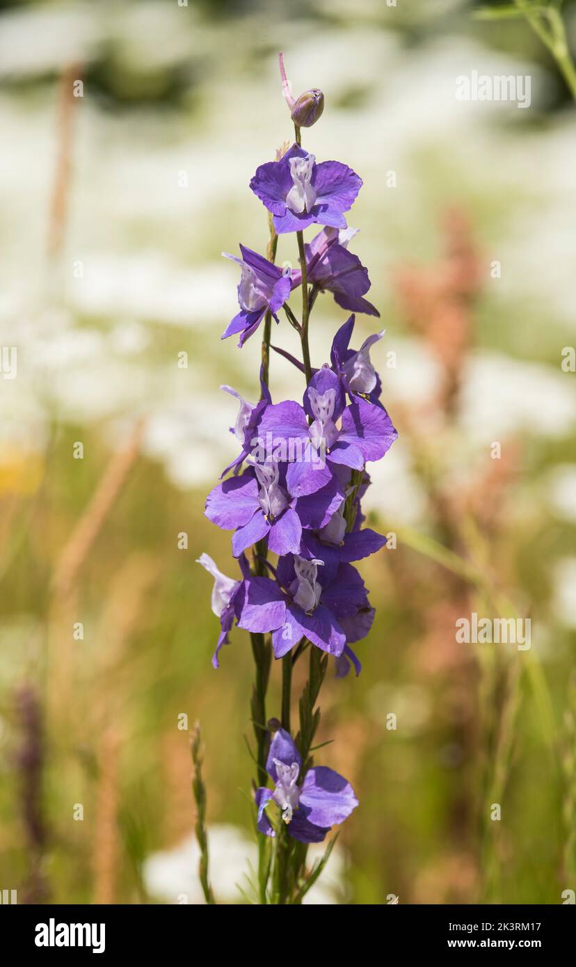 Close up of purple Prairie Larkspur - Delphinium Carolinianum aka ...