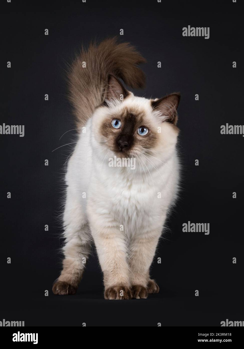 Ragdoll Cat Blue Point