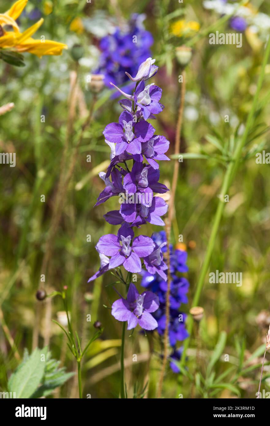 Close up of purple Prairie Larkspur - Delphinium Carolinianum aka ...