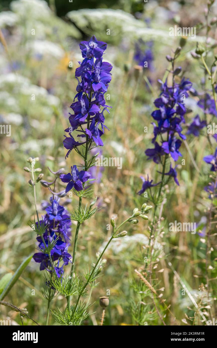 Delphinium carolinianum hi-res stock photography and images - Alamy