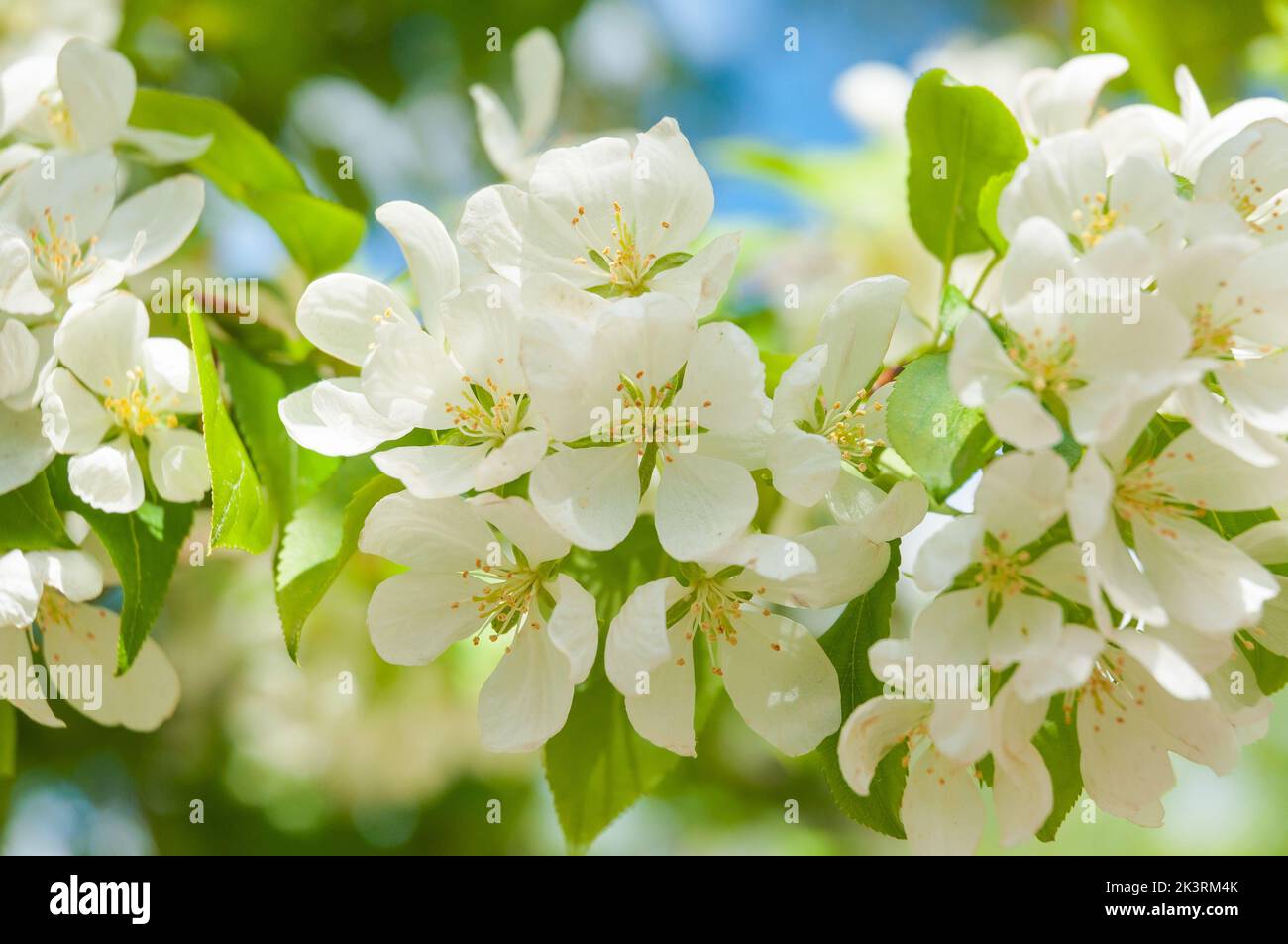 the apple tree flowers close-up against the blue sky Stock Photo - Alamy