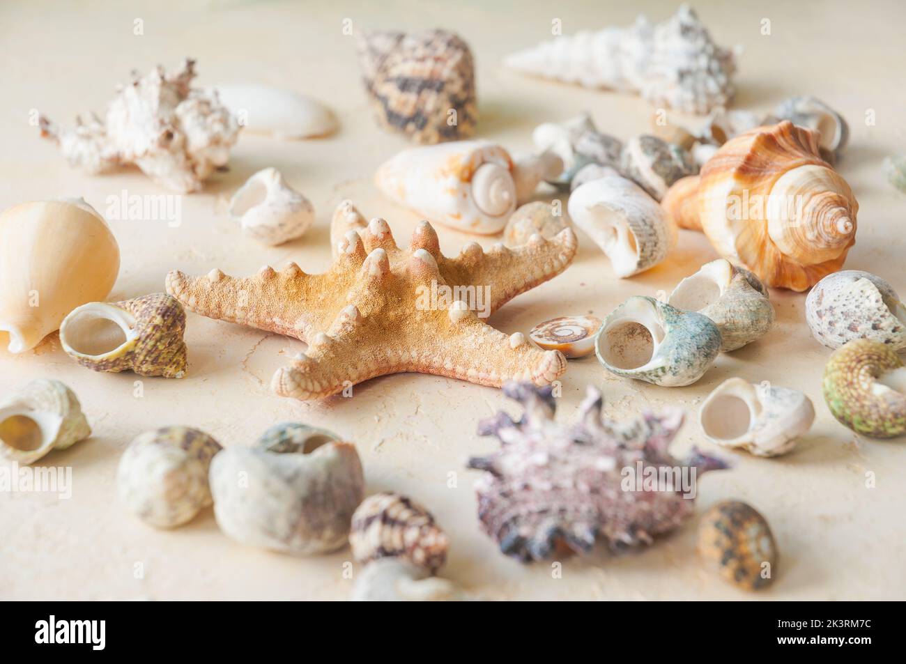 the seashells on a beige sand background. horizontal frame Stock Photo ...