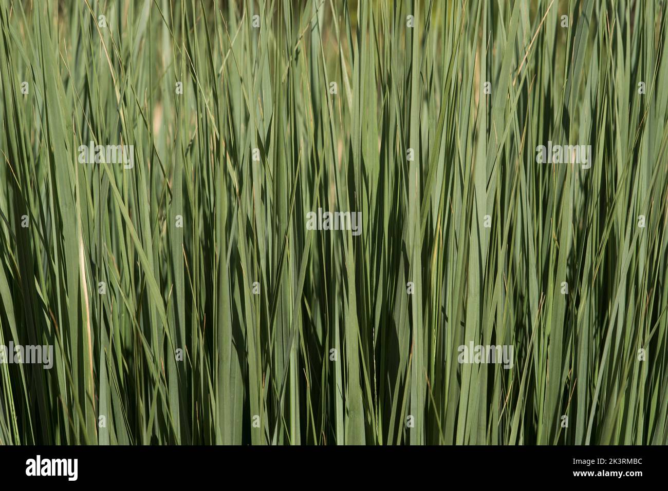 Close up of lush green blades of ornamental grass - Panicum Virgatum ...