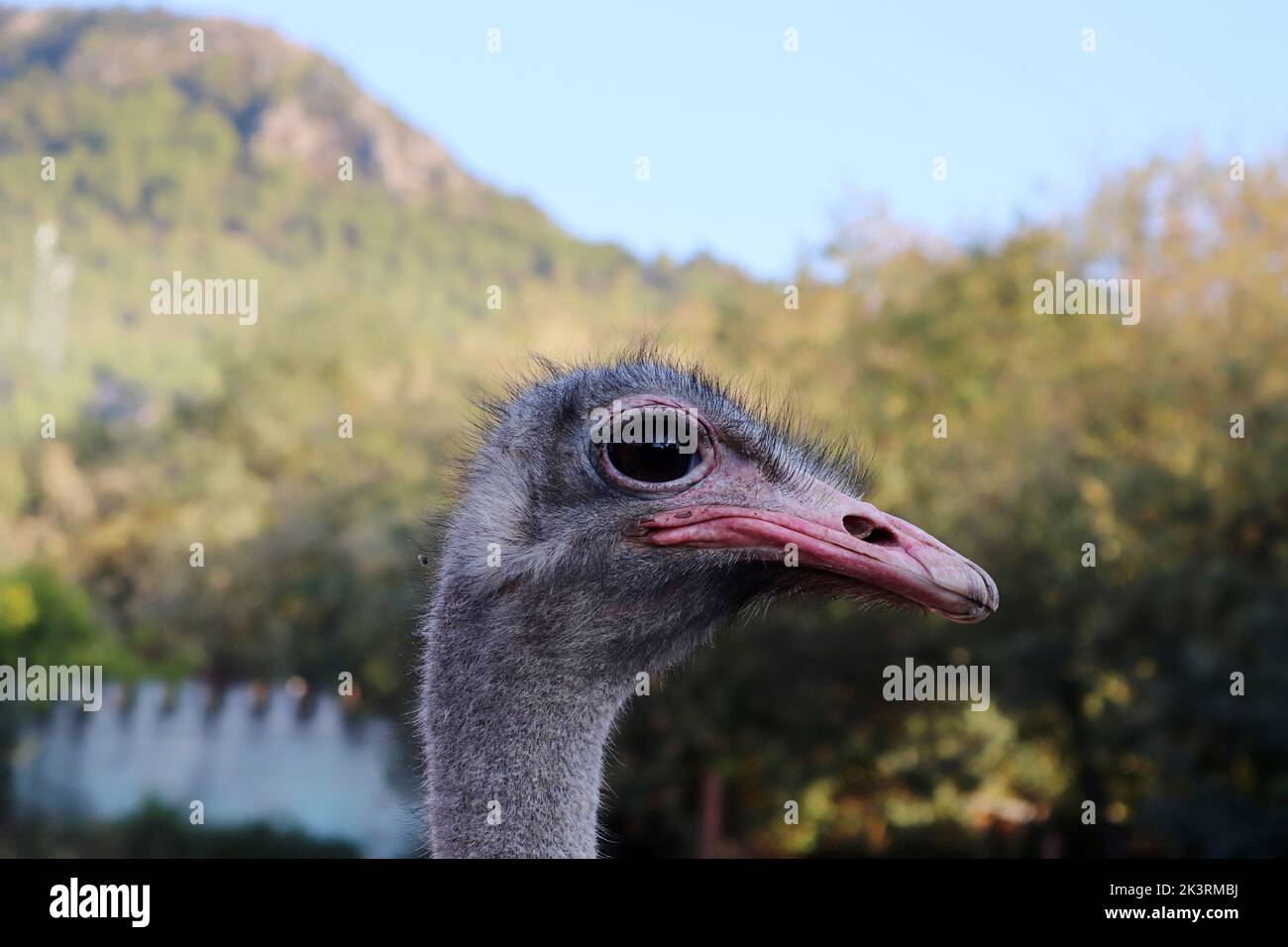 curious ostrich (Struthio camelus) on the farm Stock Photo - Alamy