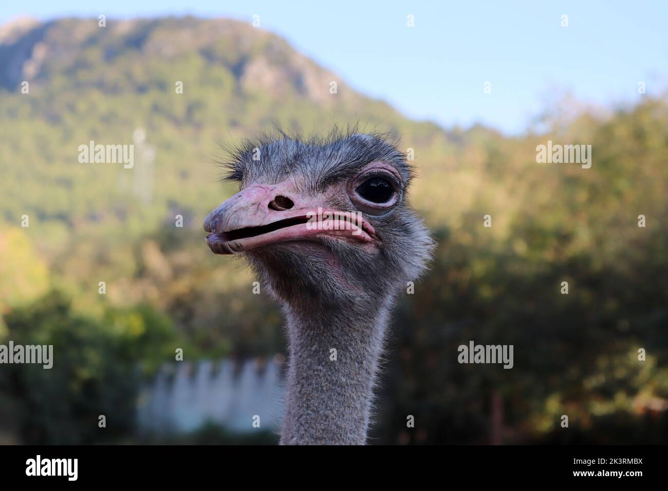 curious ostrich (Struthio camelus) on the farm Stock Photo - Alamy