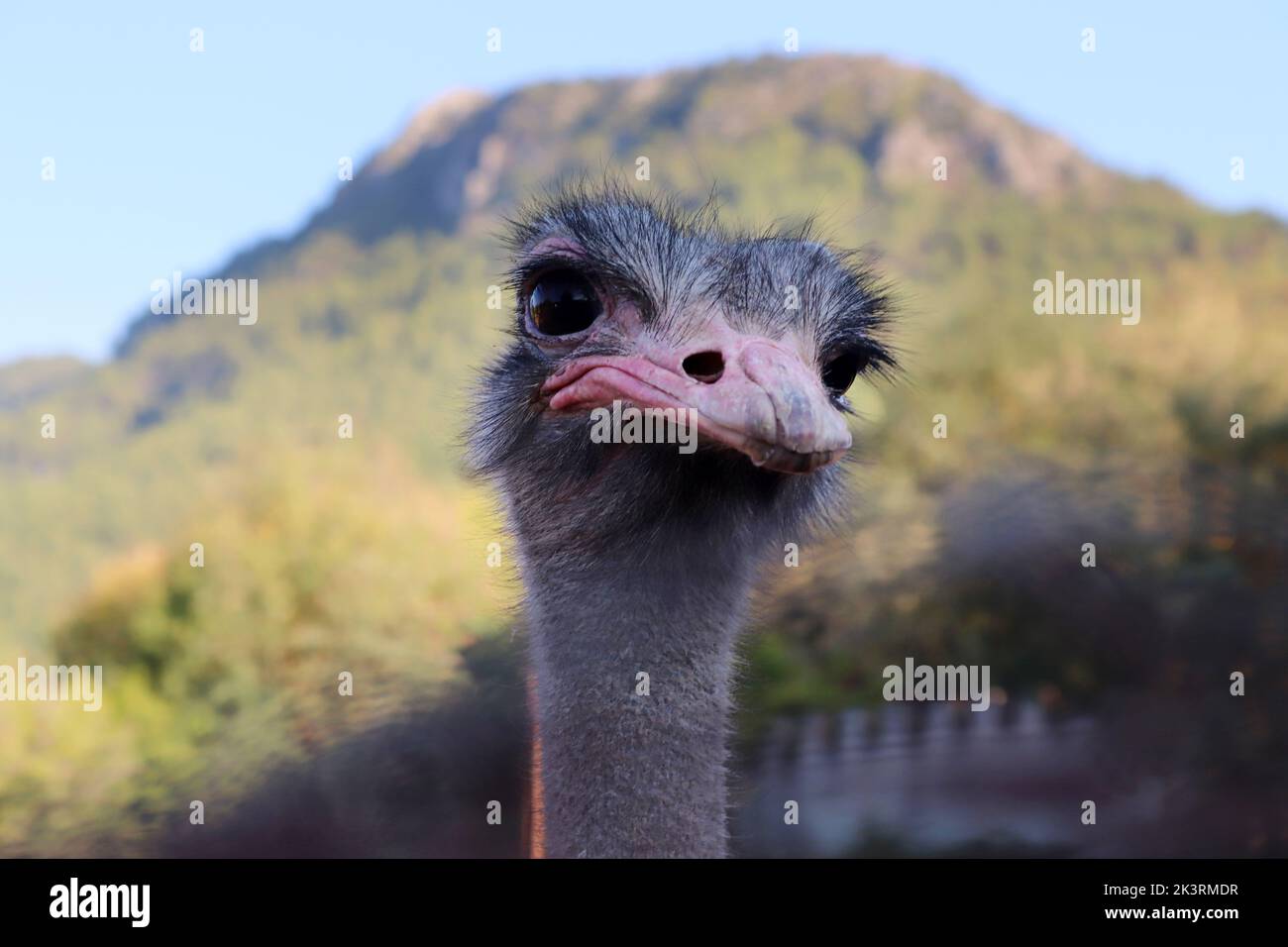 curious ostrich (Struthio camelus) on the farm Stock Photo - Alamy