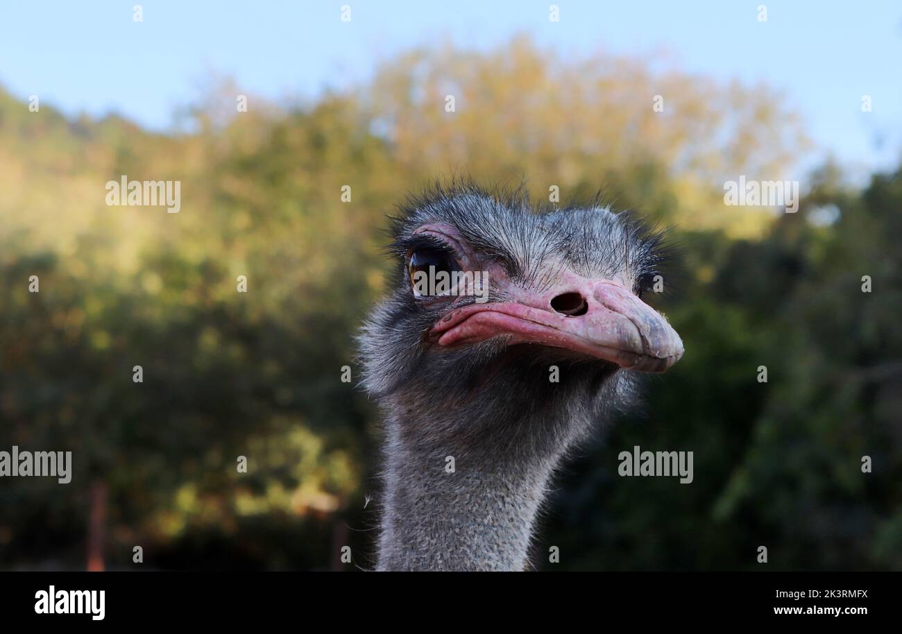curious ostrich (Struthio camelus) on the farm Stock Photo - Alamy