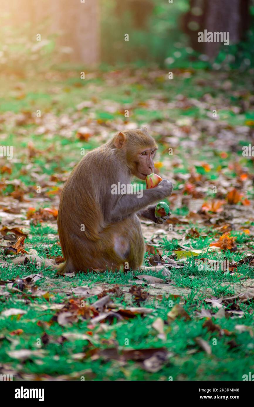 A vertical shot of a beautiful monkey in the forest Stock Photo - Alamy