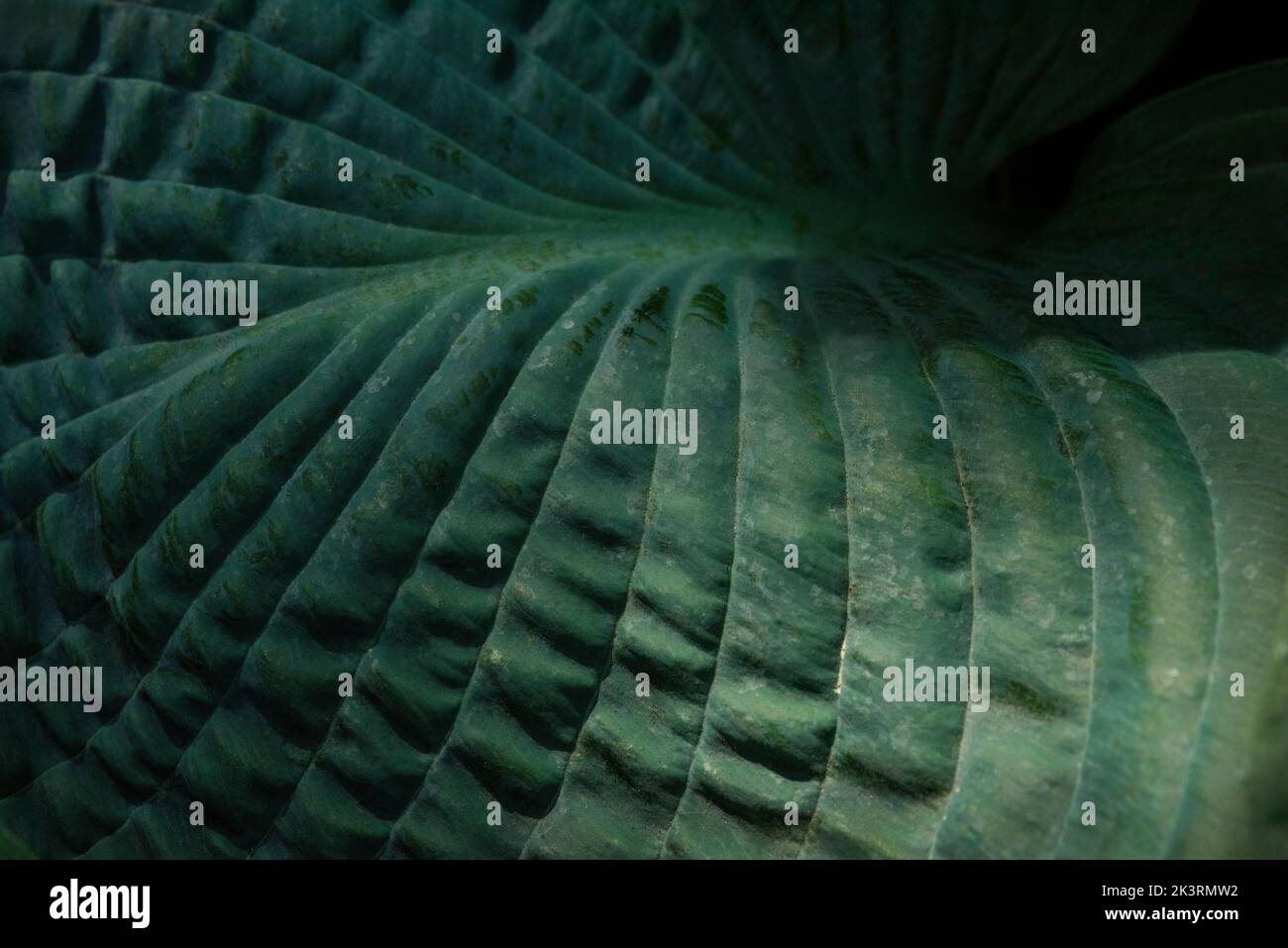 Close up of sunlight revealing the heavily ribbed leaf of a Hosta plant ...