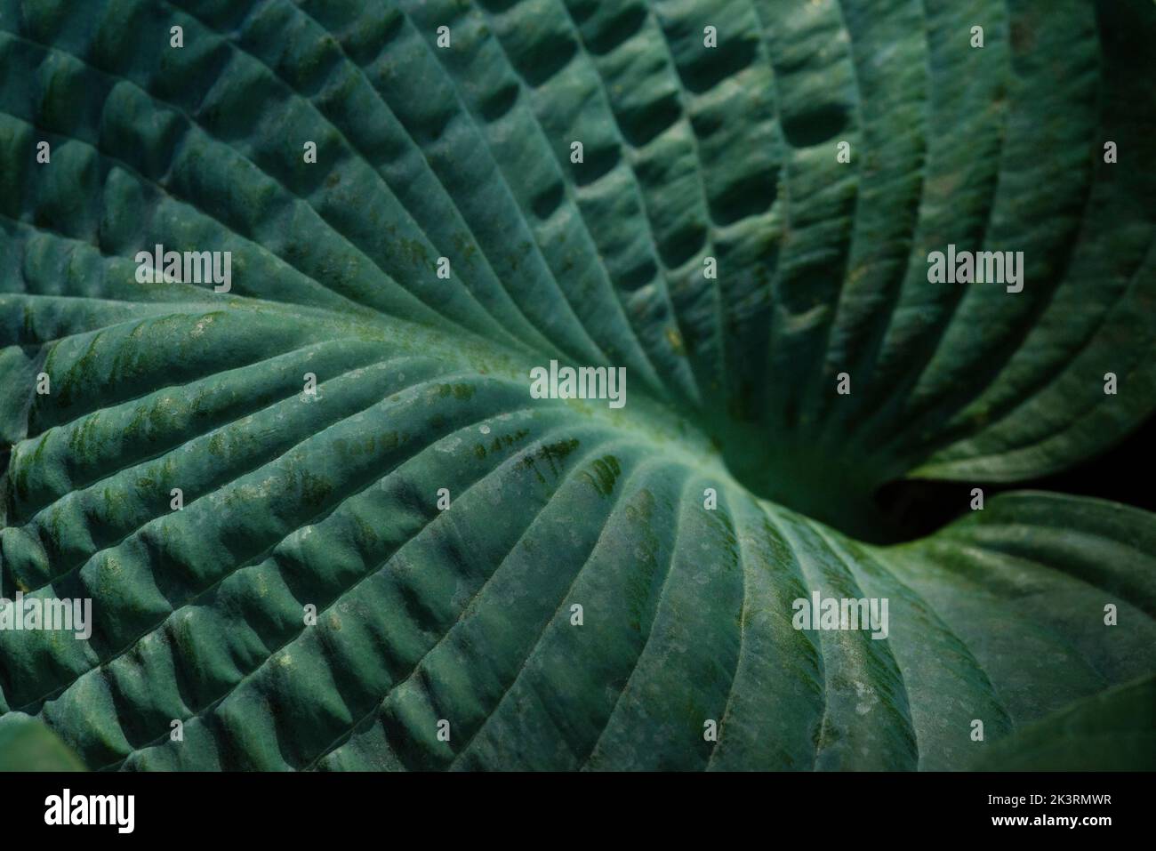 Close up of sunlight revealing the heavily ribbed leaf of a Hosta plant ...