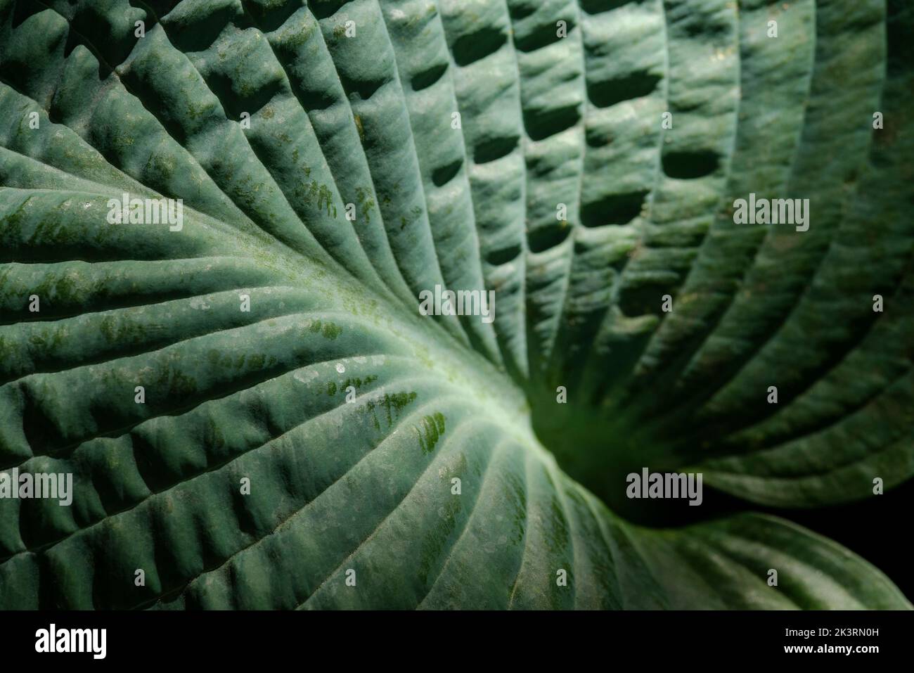 Close up of sunlight revealing the heavily ribbed leaf of a Hosta plant ...