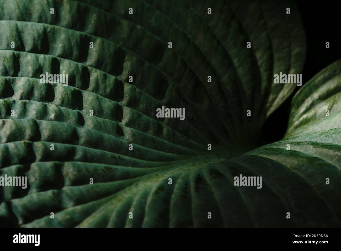 Close up of sunlight revealing the heavily ribbed leaf of a Hosta plant ...
