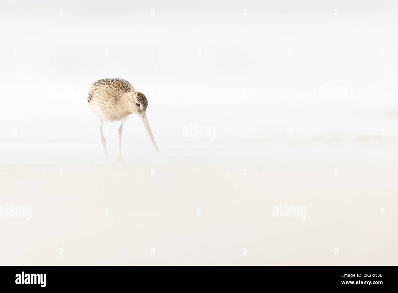 A bar-tailed godwit (Limosa lapponica) foraging during fall migration ...