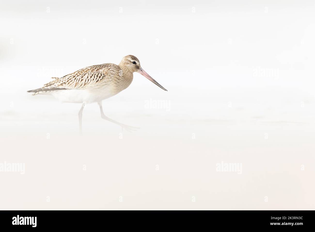 A bar-tailed godwit (Limosa lapponica) foraging during fall migration ...