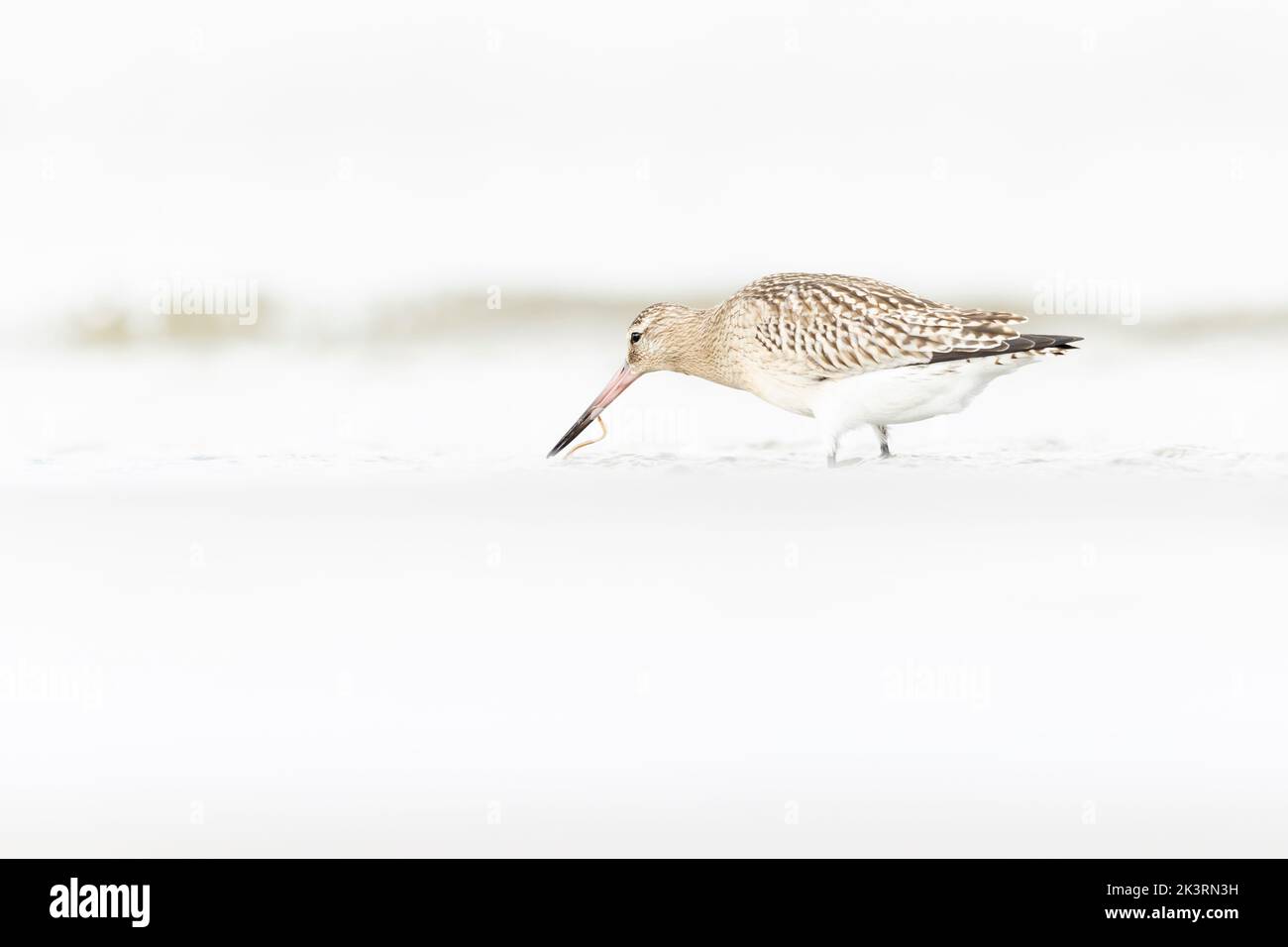 A bar-tailed godwit (Limosa lapponica) foraging during fall migration ...