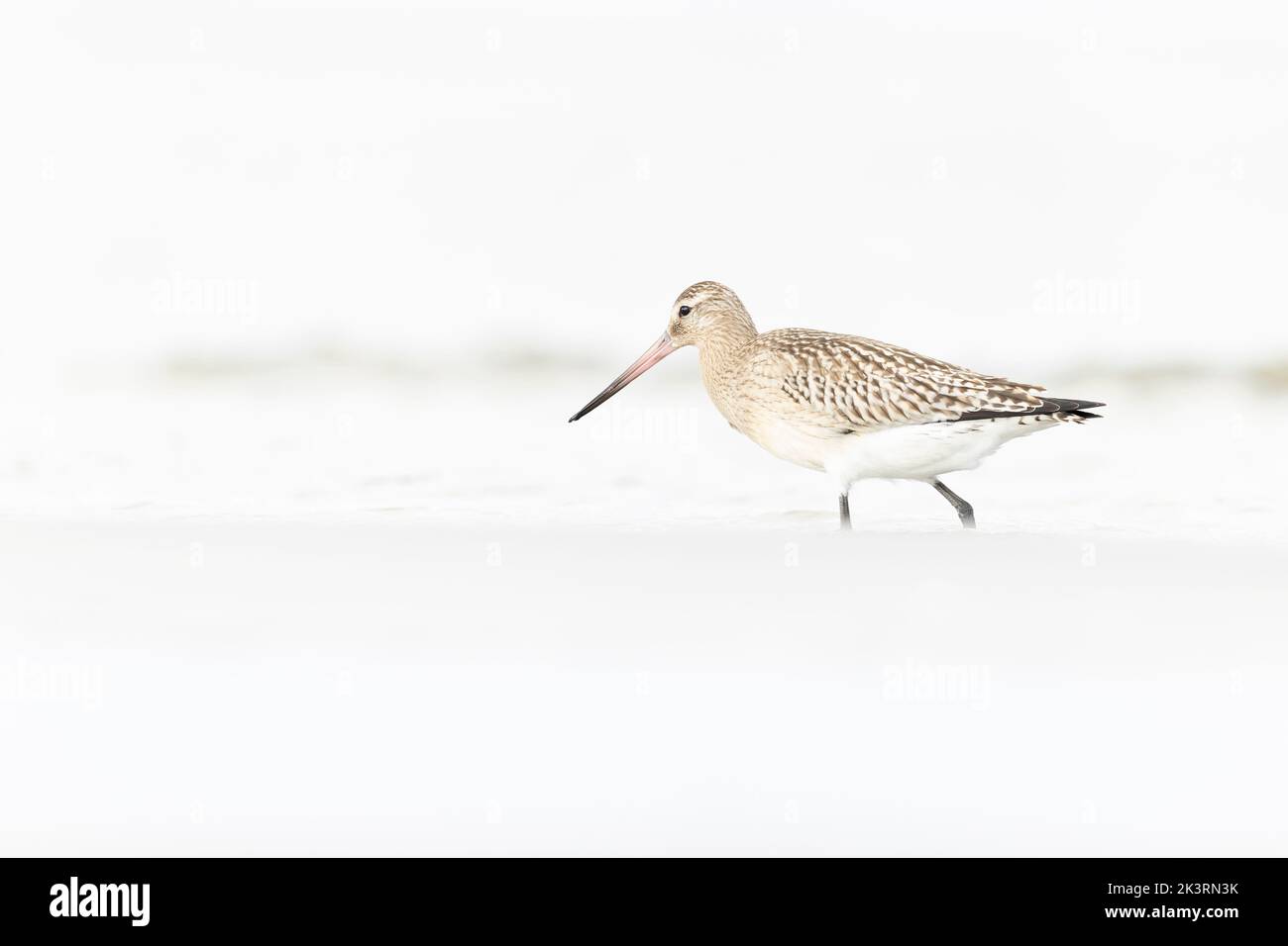 A bar-tailed godwit (Limosa lapponica) foraging during fall migration ...