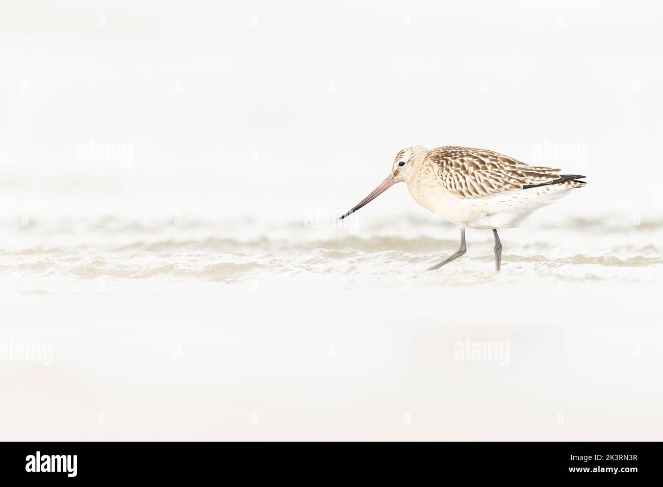 A bar-tailed godwit (Limosa lapponica) foraging during fall migration ...