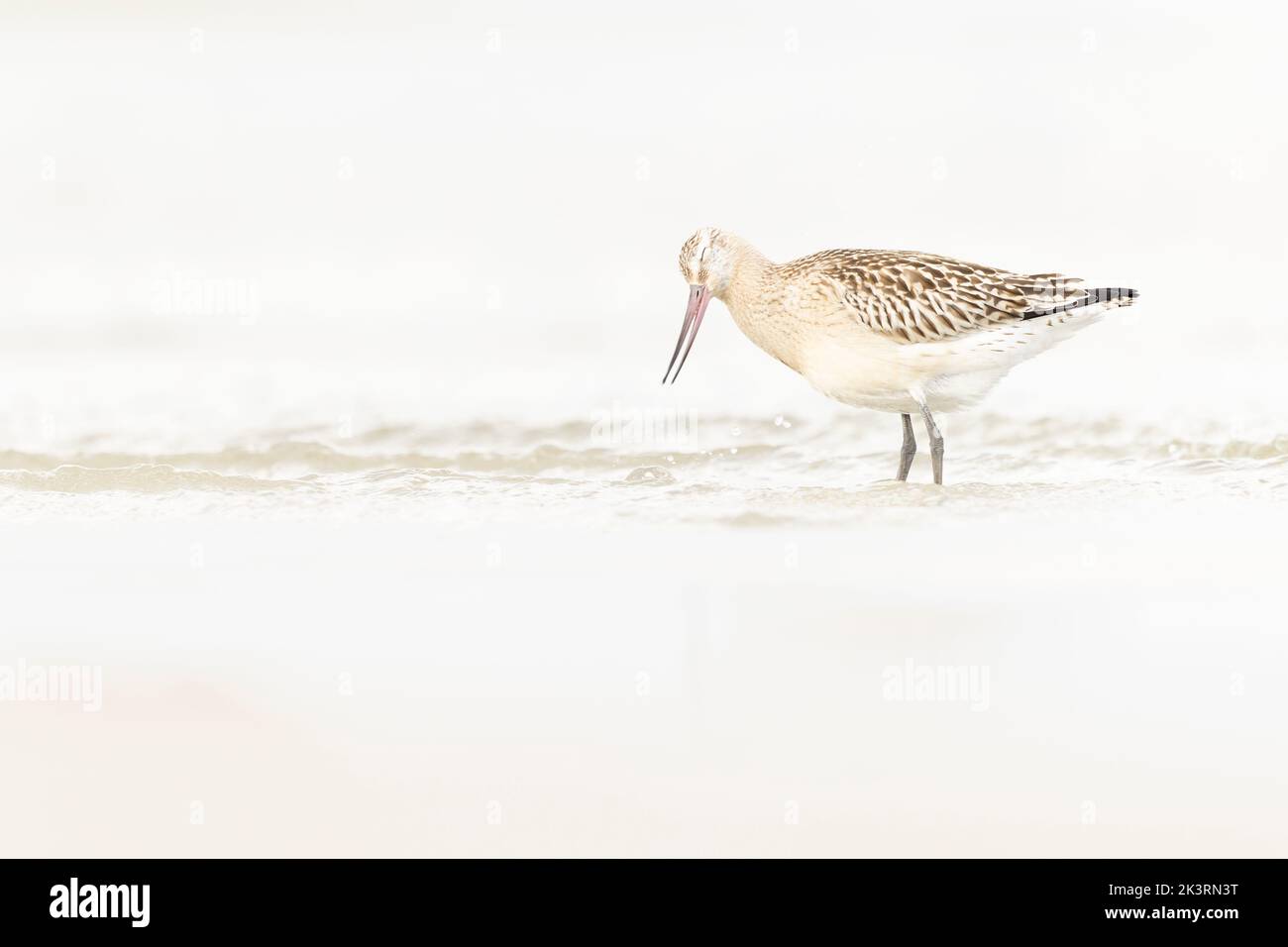 A bar-tailed godwit (Limosa lapponica) foraging during fall migration ...