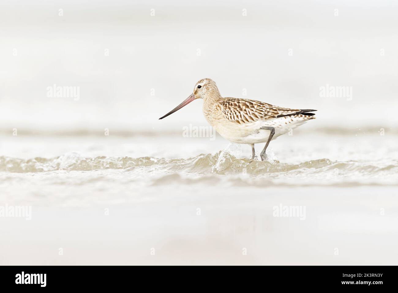 A bar-tailed godwit (Limosa lapponica) foraging during fall migration ...