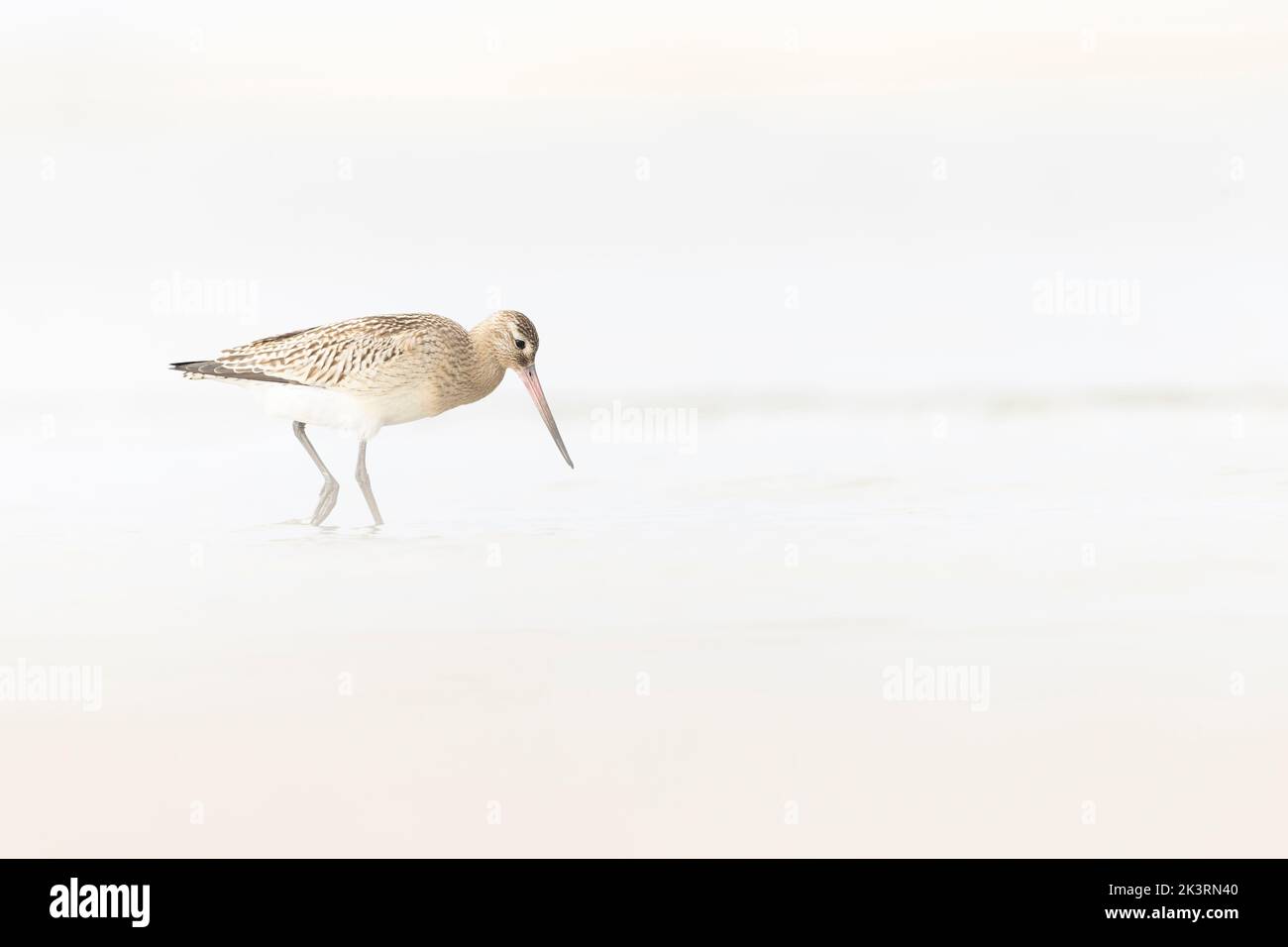 A bar-tailed godwit (Limosa lapponica) foraging during fall migration ...